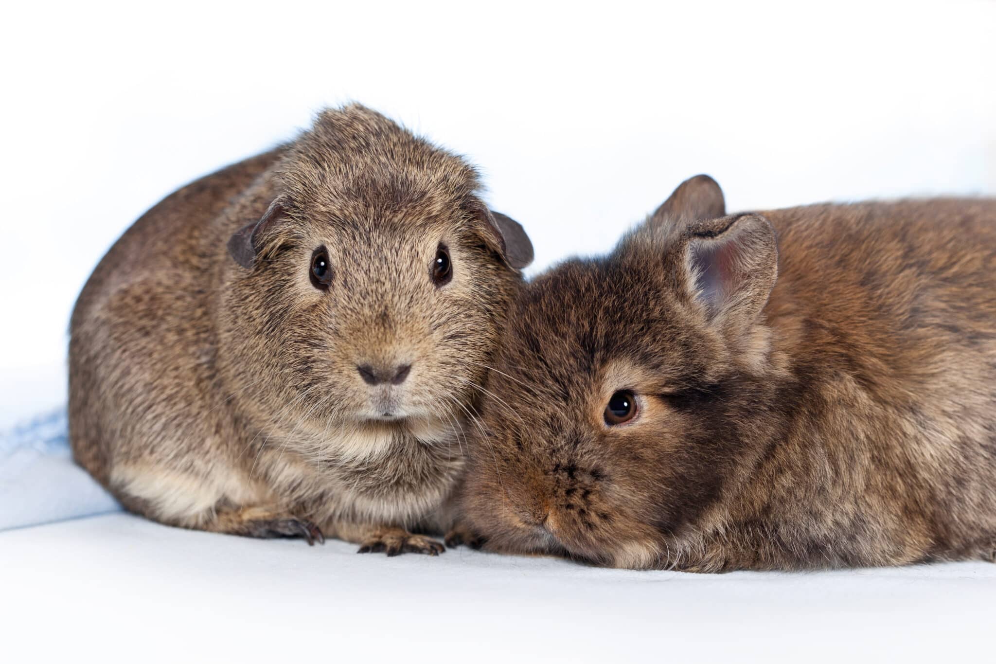 Bladder stones and bladder grit in rabbits and guinea pigs - Karlsruhe ...